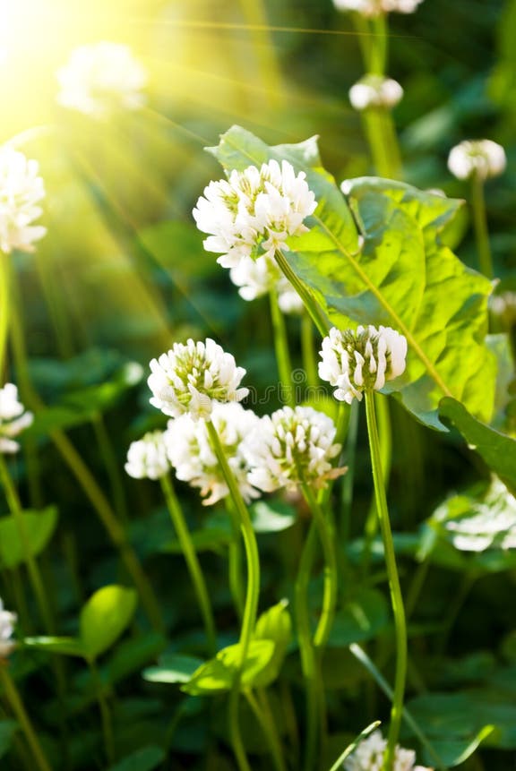 Clover stock photo. Image of olive, outdoors, four, lush - 12920892