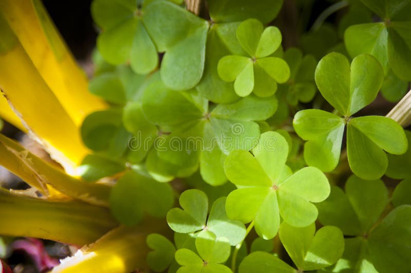 Clover stock photo. Image of close, grass, fresh, blurred - 16555576
