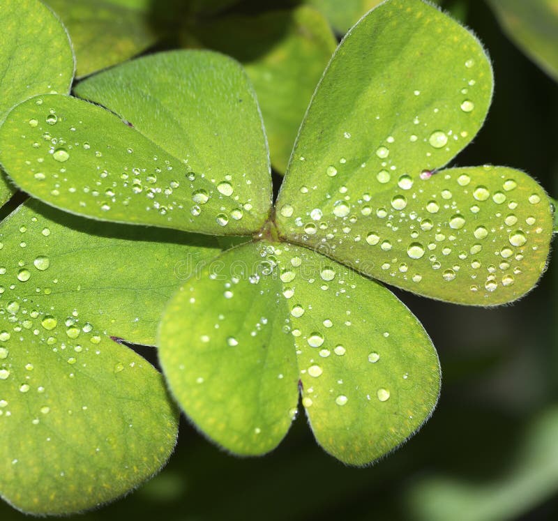 Clover stock photo. Image of closeup, leaf, plant, spring - 18859152