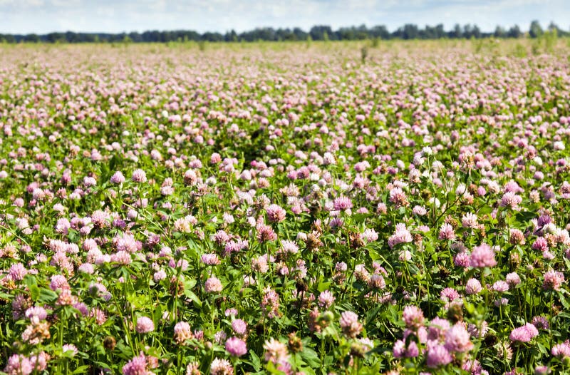 Clover stock image. Image of flowers, bloom, garden, blossomy - 19698601