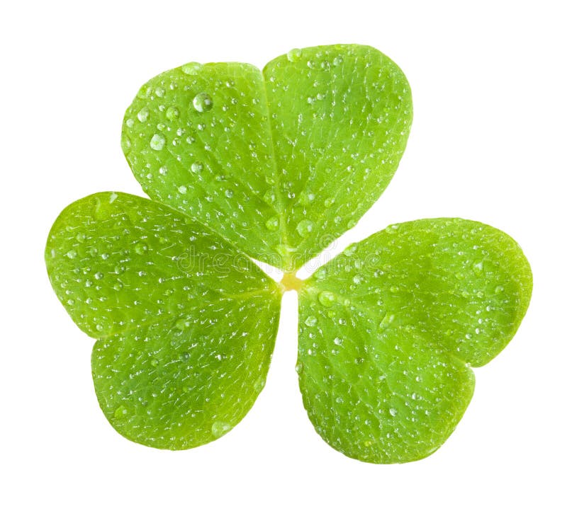 Clover stock photo. Image of drip, cordyline, bright - 20864724