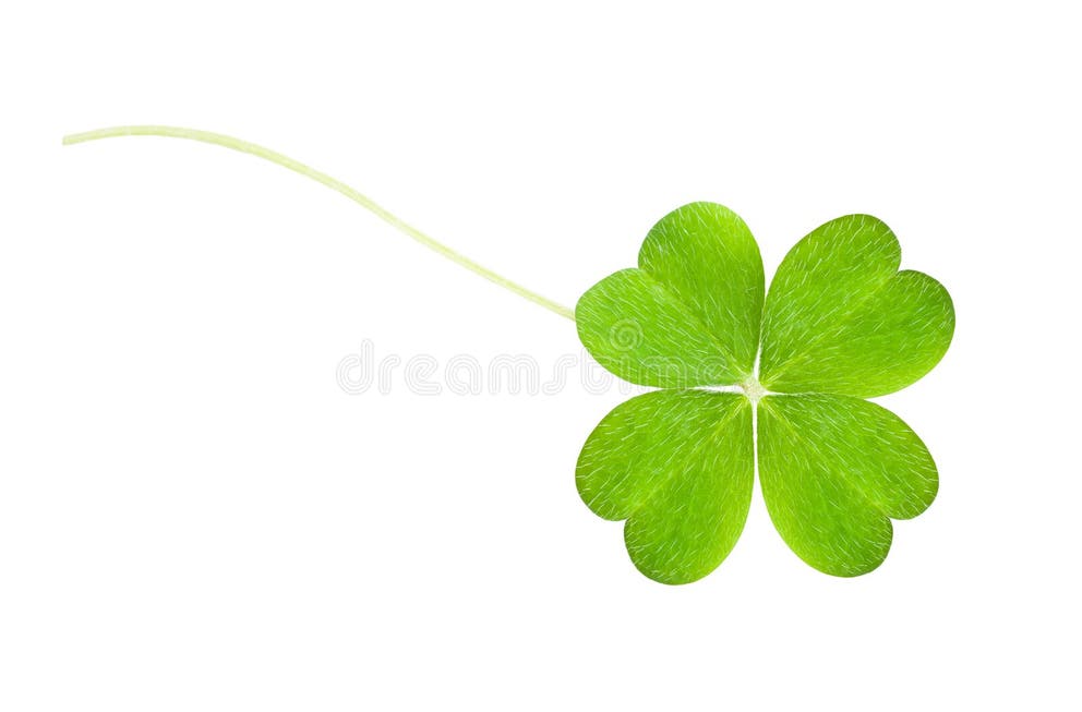 Clover stock photo. Image of drip, cordyline, bright - 20864724