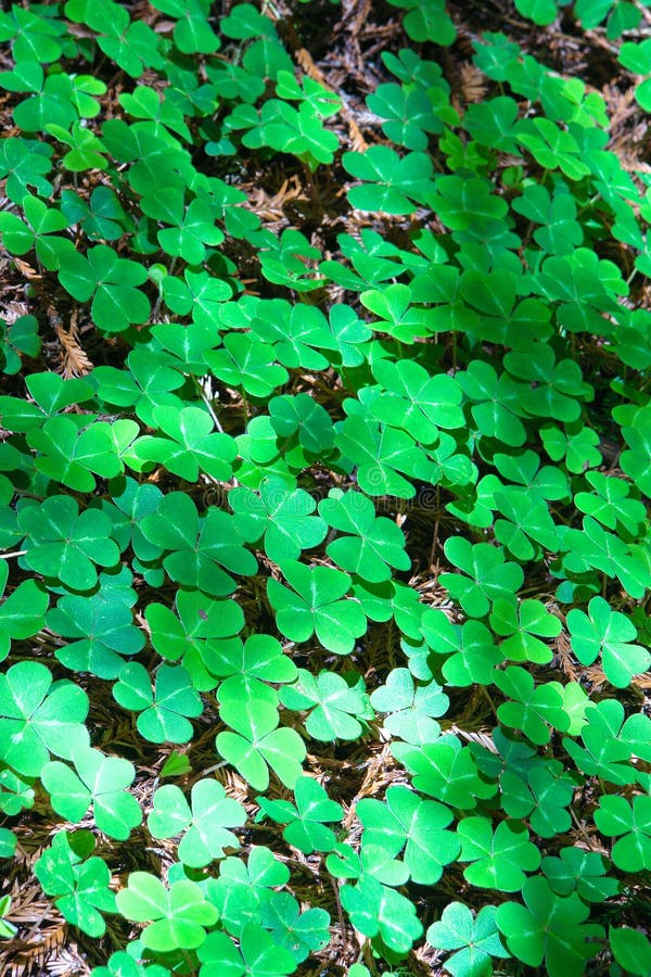 Clover Inside the Diamond Square Stock Photo - Image of capital ...