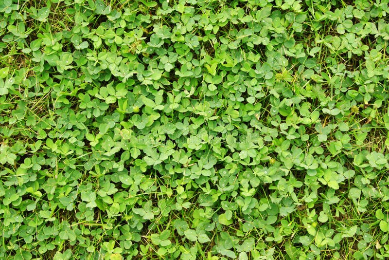 Clover stock image. Image of vitality, decorative, beauty - 28654423