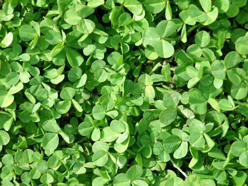 Clover Picture. Image: 4688668