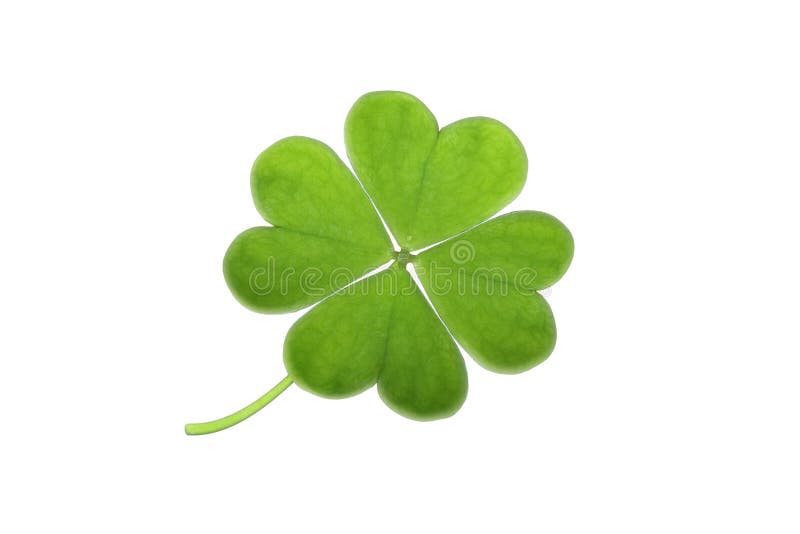 Clover stock image. Image of simplicity, patrick, celebration - 6796189