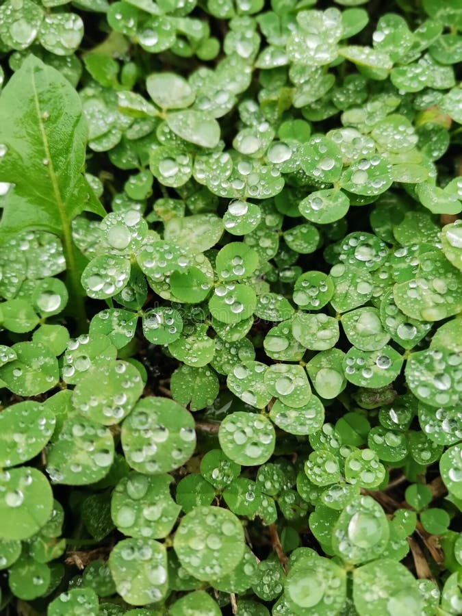 Clover affter rain stock image. Image of clover, flower - 215184269