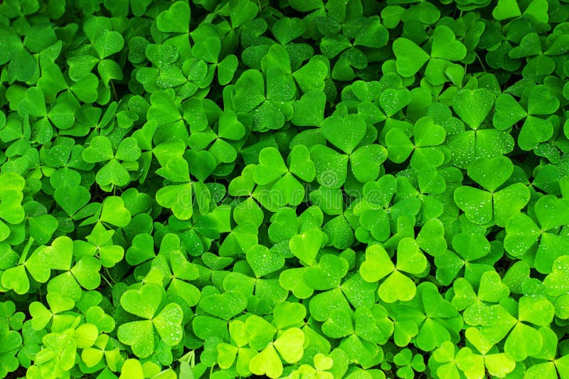 Clover Background, Bright Green Botanical Texture Stock Photo - Image ...