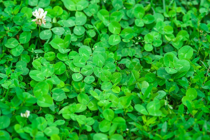 Four leaf clover stock photo. Image of irish, white, clover - 32228302