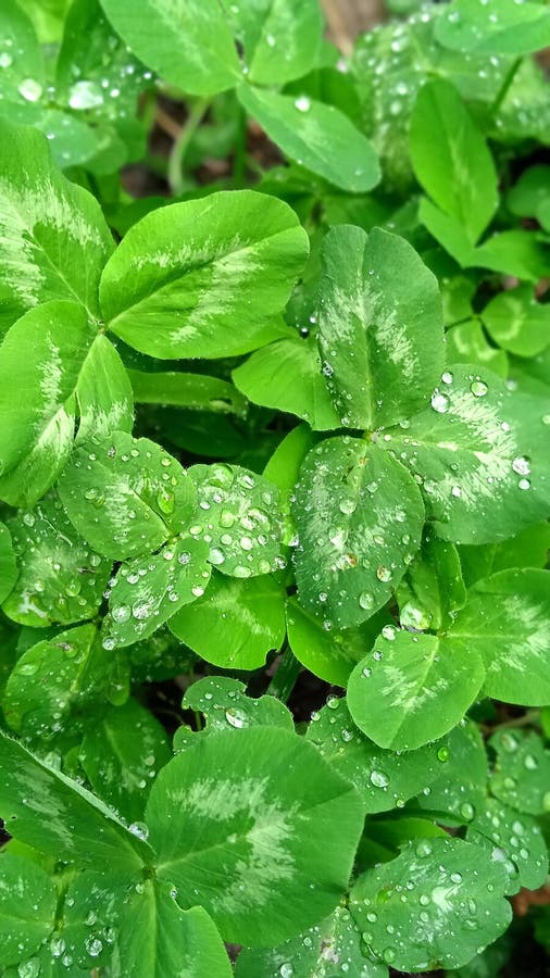Clover Background - Green Clover Leaves after Rain, Drops of Rain on ...