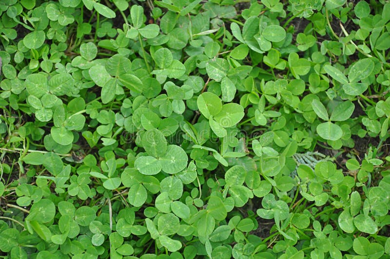 Clover background stock image. Image of drops, blue, activity - 69583761