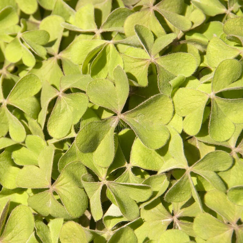 Clover background stock image. Image of color, background - 14425805