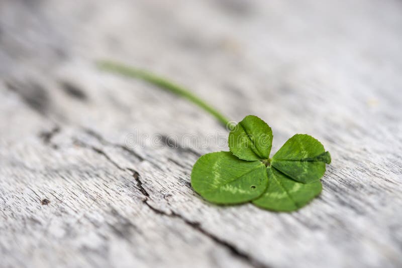 Clover stock image. Image of good, garden, beautiful - 59163825