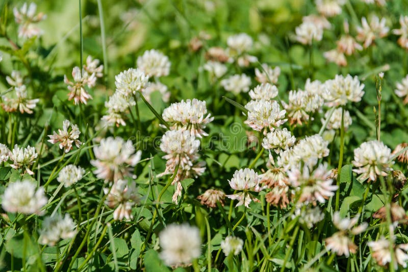 Clover with a Bee. White Clover Stock Image - Image of beauty, grass ...
