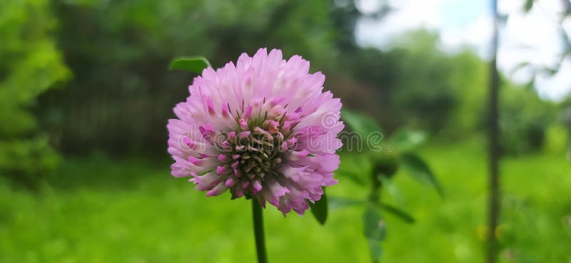Clover big and stock image. Image of meadow, produce - 203037895