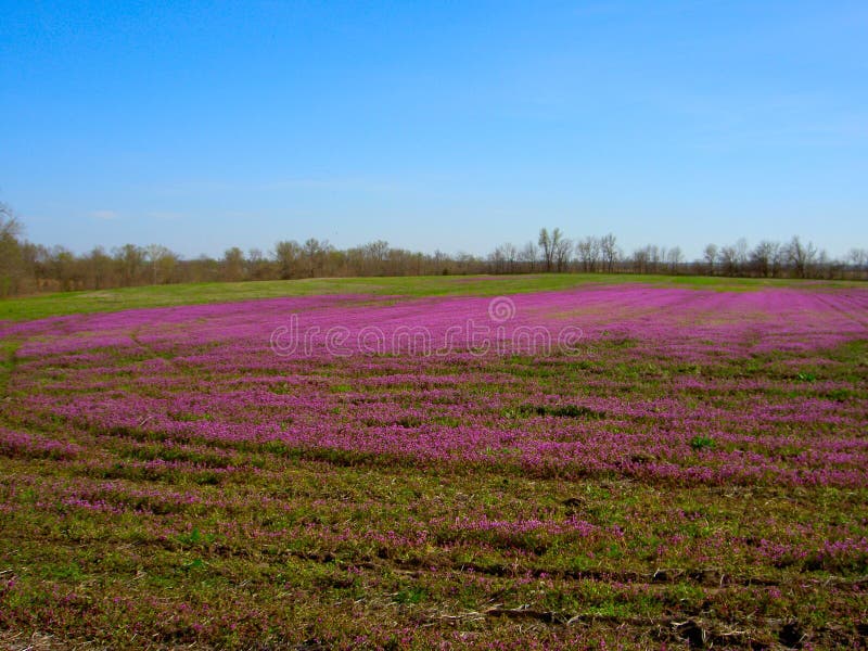 Clover in Bloom 2 stock photo. Image of color, fields, spring - 662216