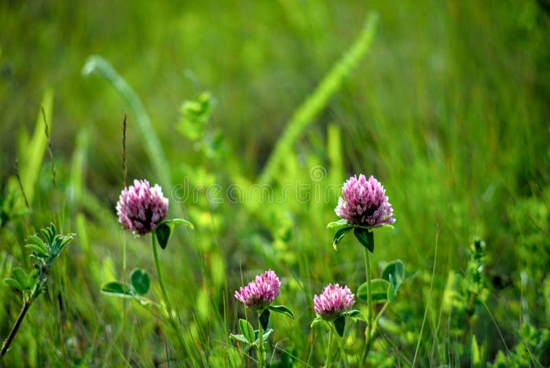 Clover Blooms in a Meadow in May Stock Image - Image of flower, grass ...