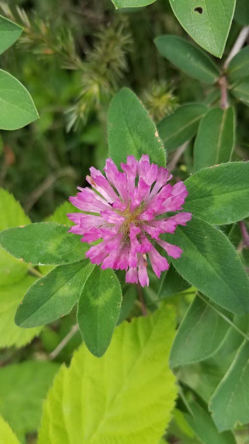 Clover Blossom stock image. Image of clover, leaves - 149903489