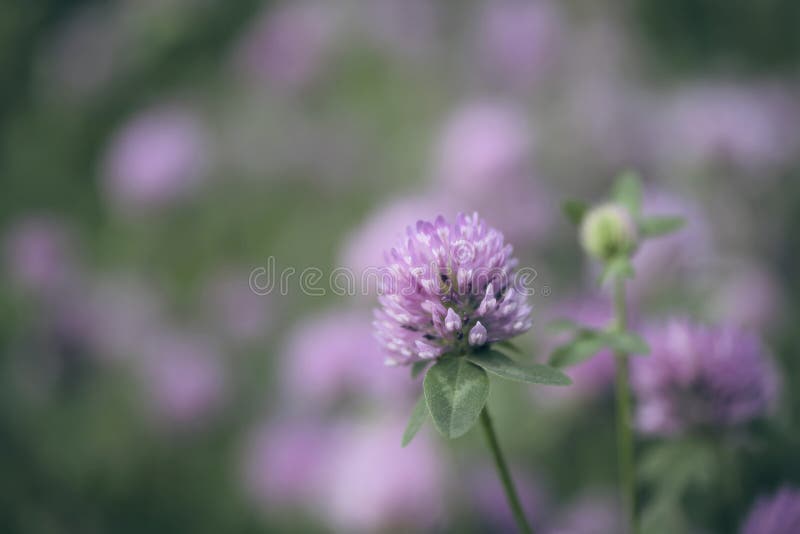 Clover on a Bright Green Background Stock Photo - Image of garden ...