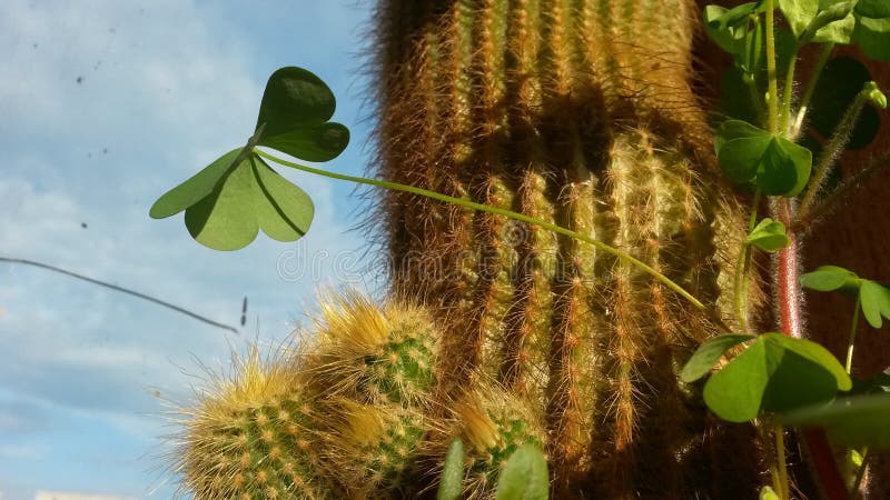 Clover and cactus stock image. Image of thorn, clover - 78579905