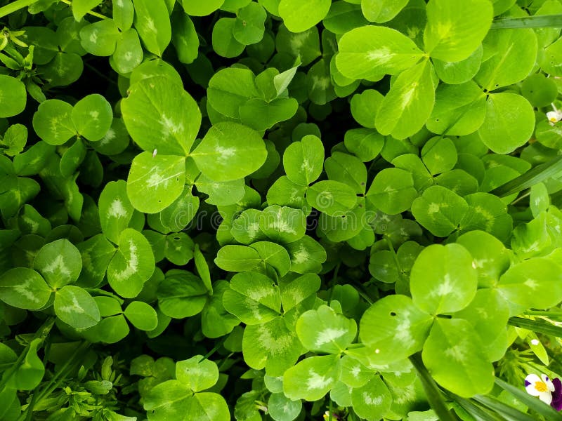 Clover carpeted stock photo. Image of grass, sunny, vegetable - 260847772
