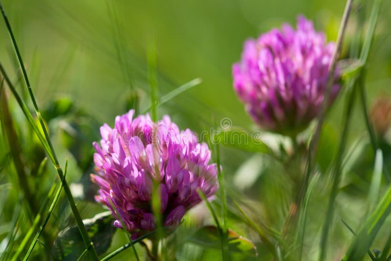 The Red Clover Grows in the Meadow Stock Image - Image of blossom, leaf ...