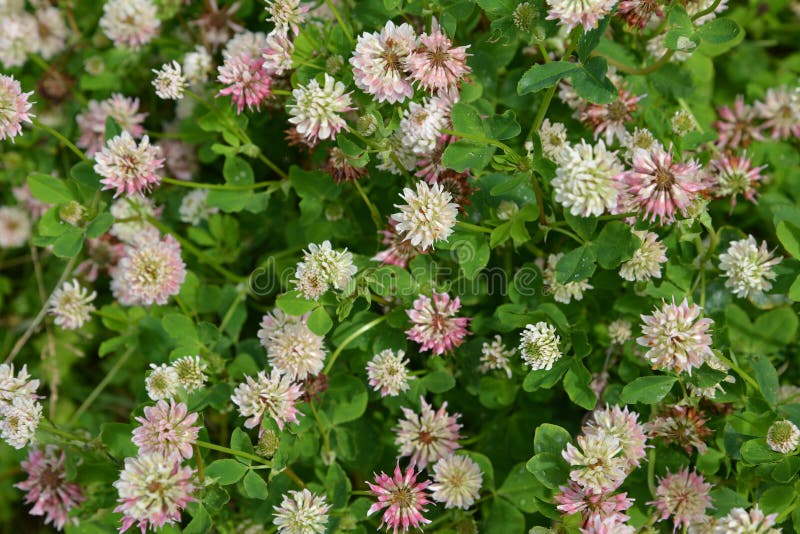 Clover Creeping (white), (Trifolium Repens L. ), Background Stock Image ...