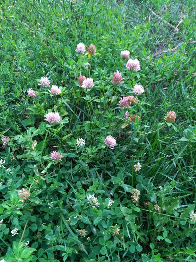 Clover, Dandelion and Knot-grass Stock Photo - Image of knotgrass, yard ...