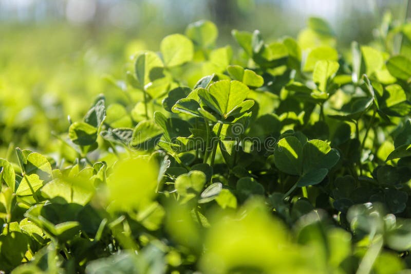 Clover stock image. Image of clover, create, herbal, wellbranched ...