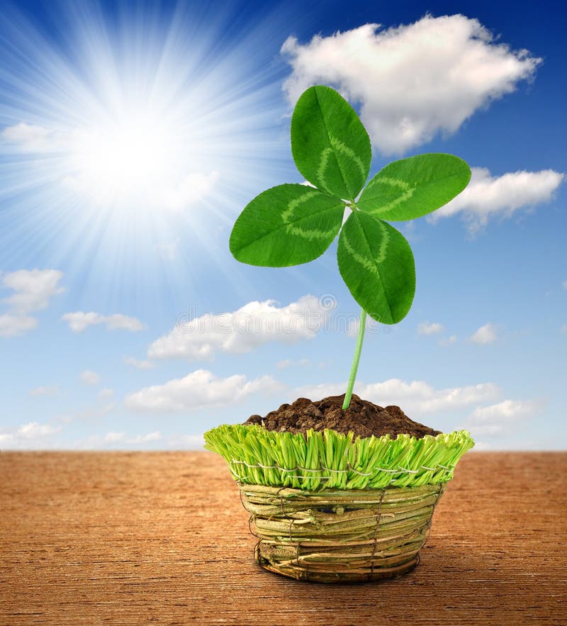 Clover quarterfoil stock photo. Image of plant, outdoor - 31024842