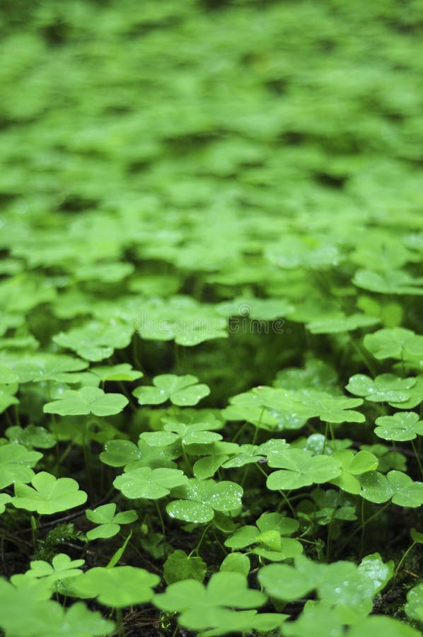 4 Leaf-Clover Forest stock photo. Image of superstition - 5219326