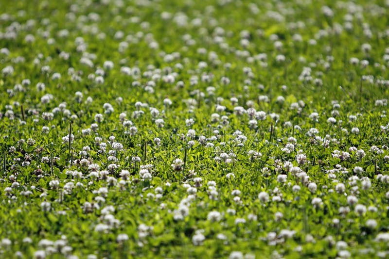 Clover Field stock image. Image of field, crop, landscape - 5757463