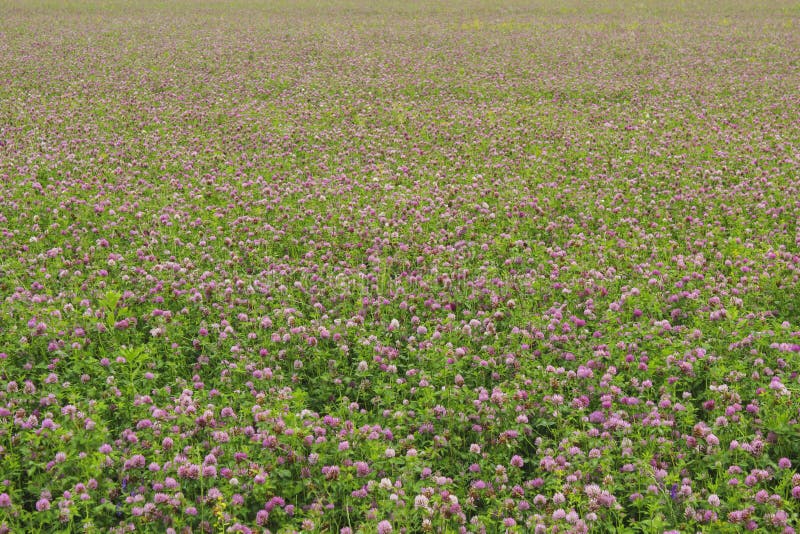 Clover on the field stock image. Image of blooming, bloom - 221419073