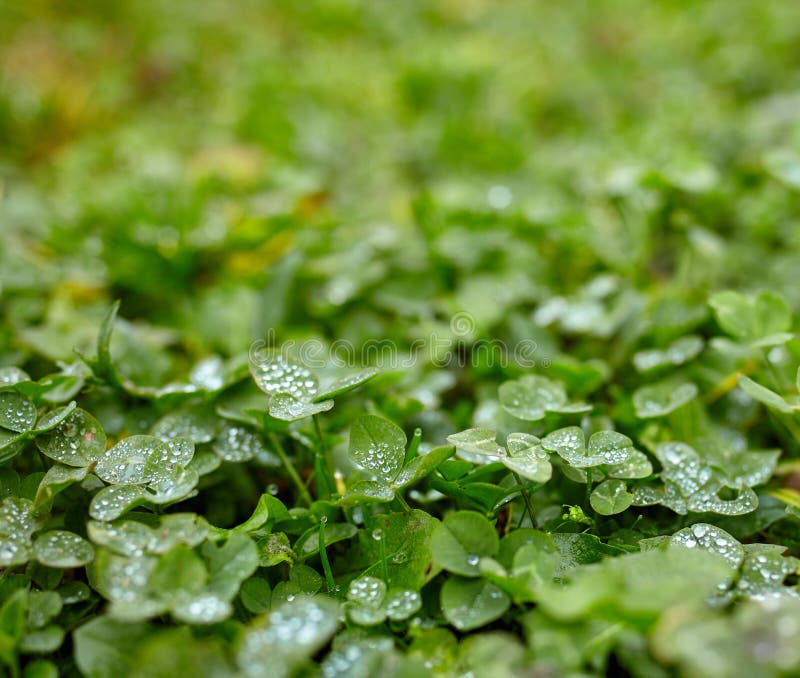Clover field stock image. Image of plant, texture, outdoor - 47317175