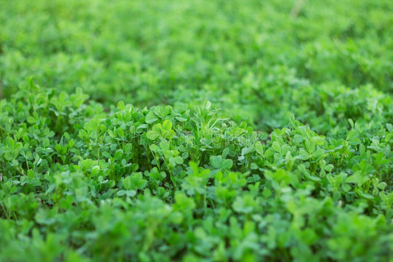 Clover field stock image. Image of pratense, background - 57573893