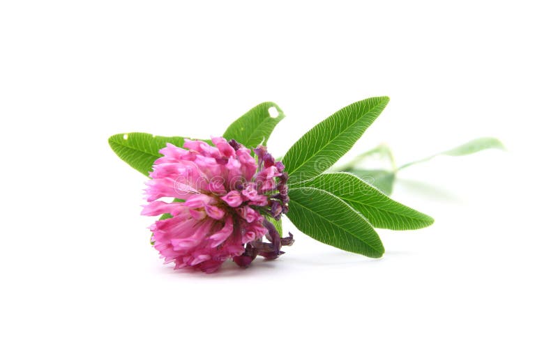 Beautiful Blue Flower Isolated on White Stock Photo - Image of oriental ...