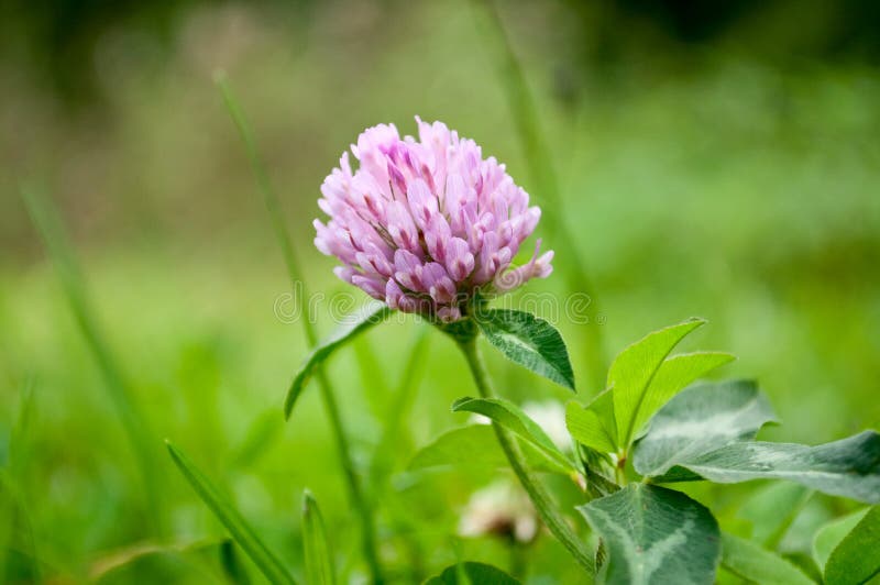 Clover flower stock image. Image of herb, crimson, aging - 16018991
