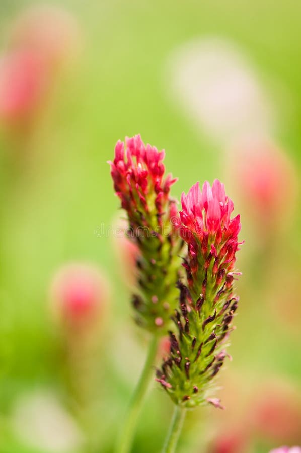 Clover flower stock image. Image of macro, bloom, field - 9683013