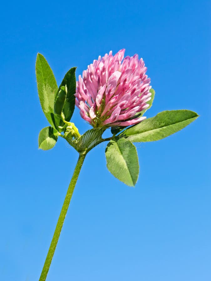 Clover Flower Against Blue Sky Stock Photo - Image of bright, grassland ...