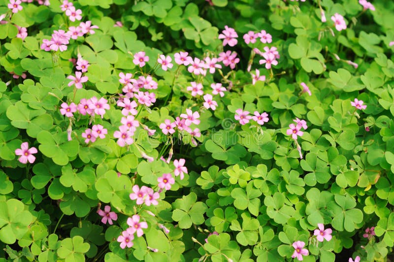 Clover flower background stock image. Image of garden - 17250687