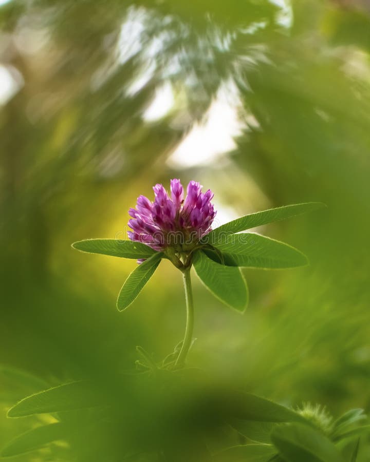 Flower boke stock photo. Image of bright, bokeh, grass - 15966260