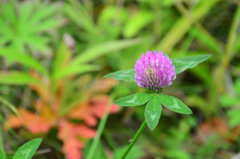 The Clover Flower in the Fall. Stock Image - Image of later, flower ...