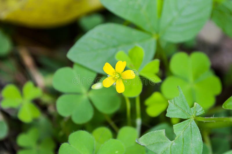 Clover flower in garden stock photo. Image of nature - 133752048