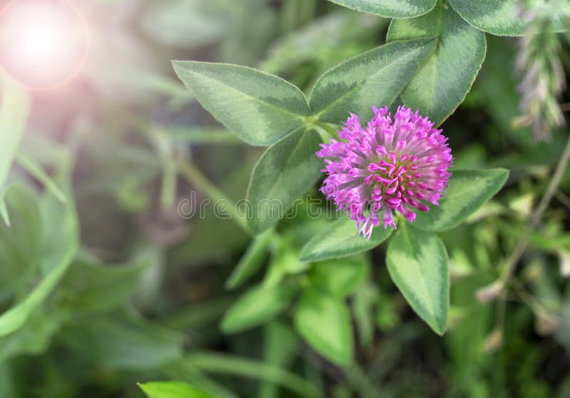 Clover Flower on Green Grass, Top View, Copyspace Stock Image - Image ...