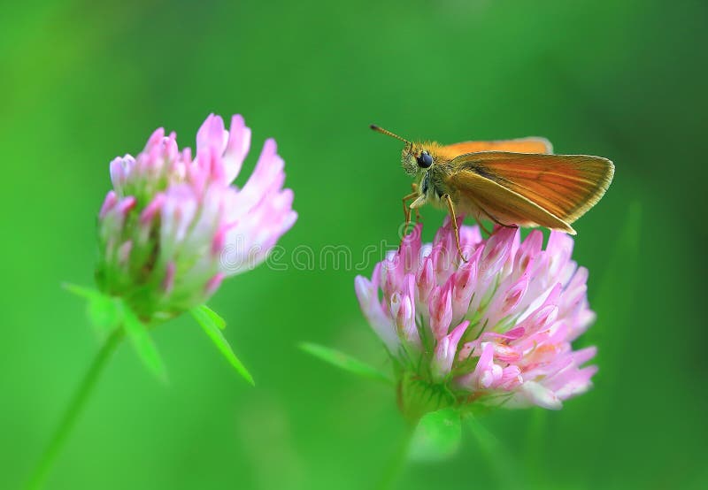 On a clover flower. stock image. Image of insects, creation - 107391811