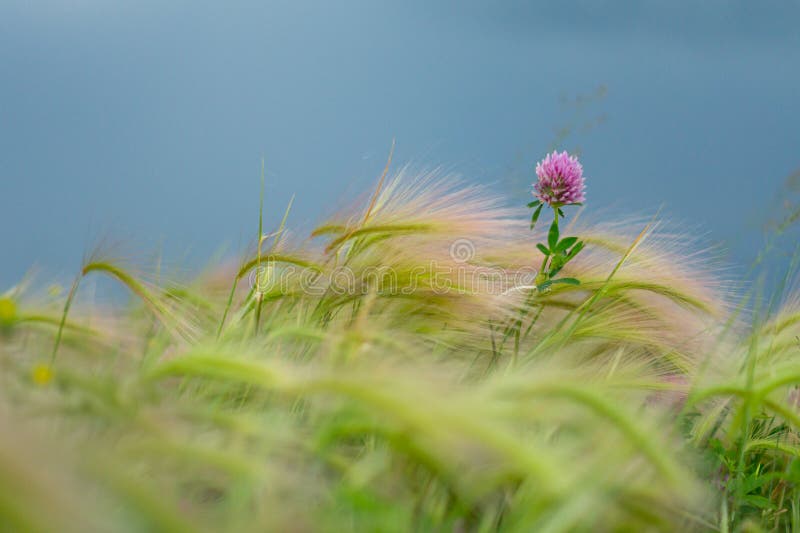 Clover Flower. One Flower in the Fluffy Grass Stock Photo - Image of ...