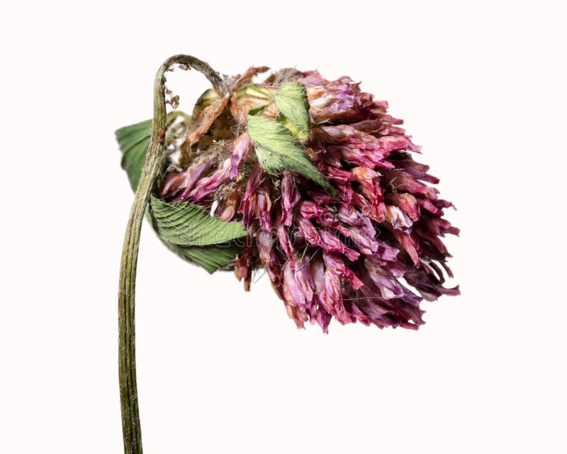 Clover Flower Part 2 stock photo. Image of passing, horticulture ...