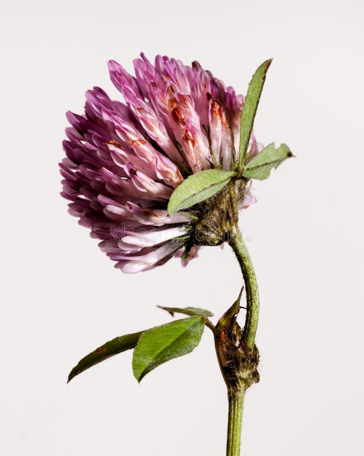 Clover Flower Part 2 stock image. Image of floral, detail - 255668017