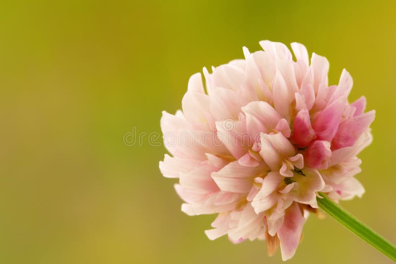 Clover flower stock image. Image of clover, floral, spring - 97368993