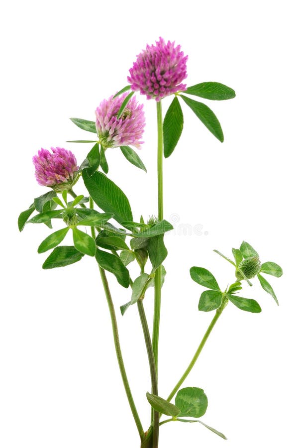 Clover flower on a stem stock image. Image of herb, flower - 148267167